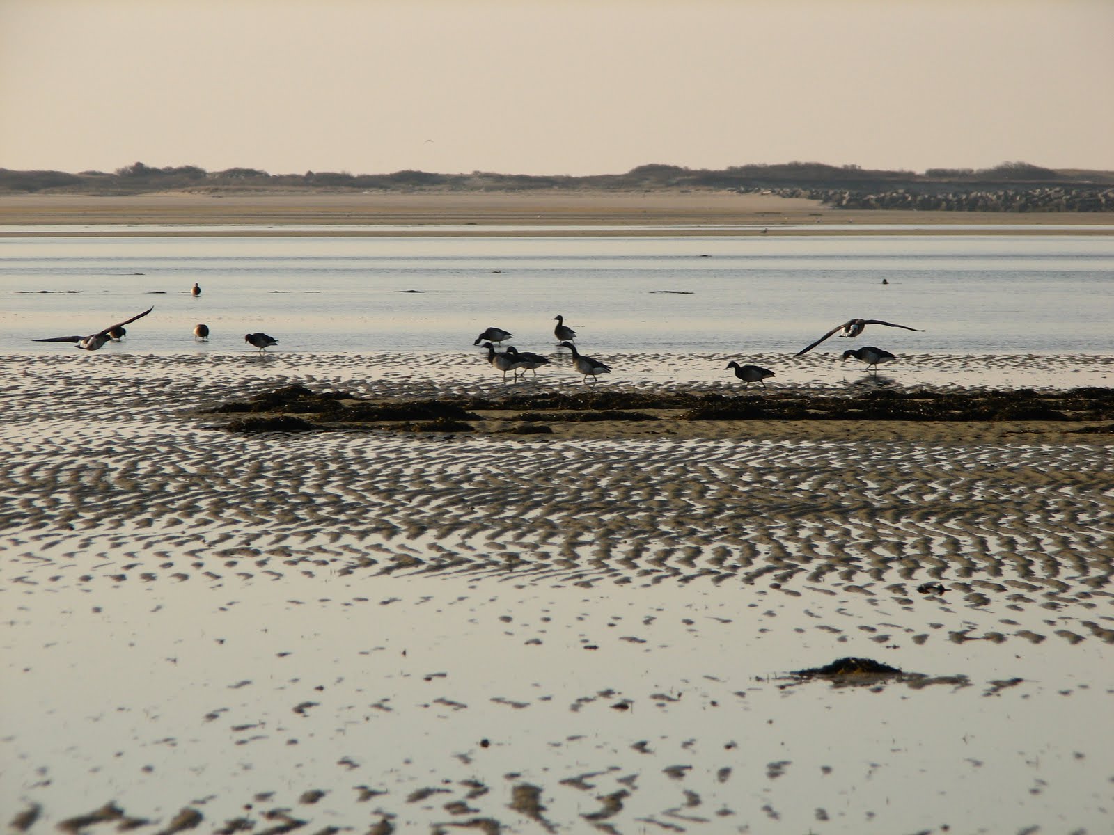 BirdingGirl: Black Brant Goose