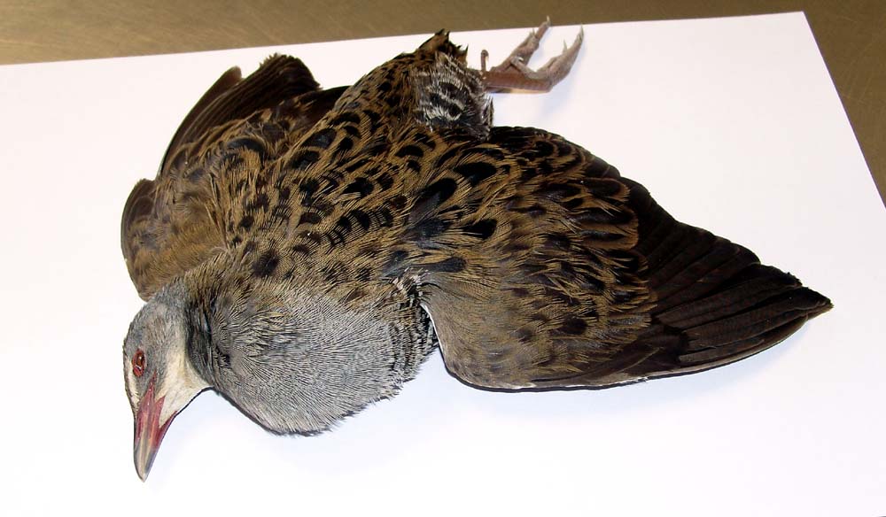 Canary Islands Birding News: Guión africano - African Crake