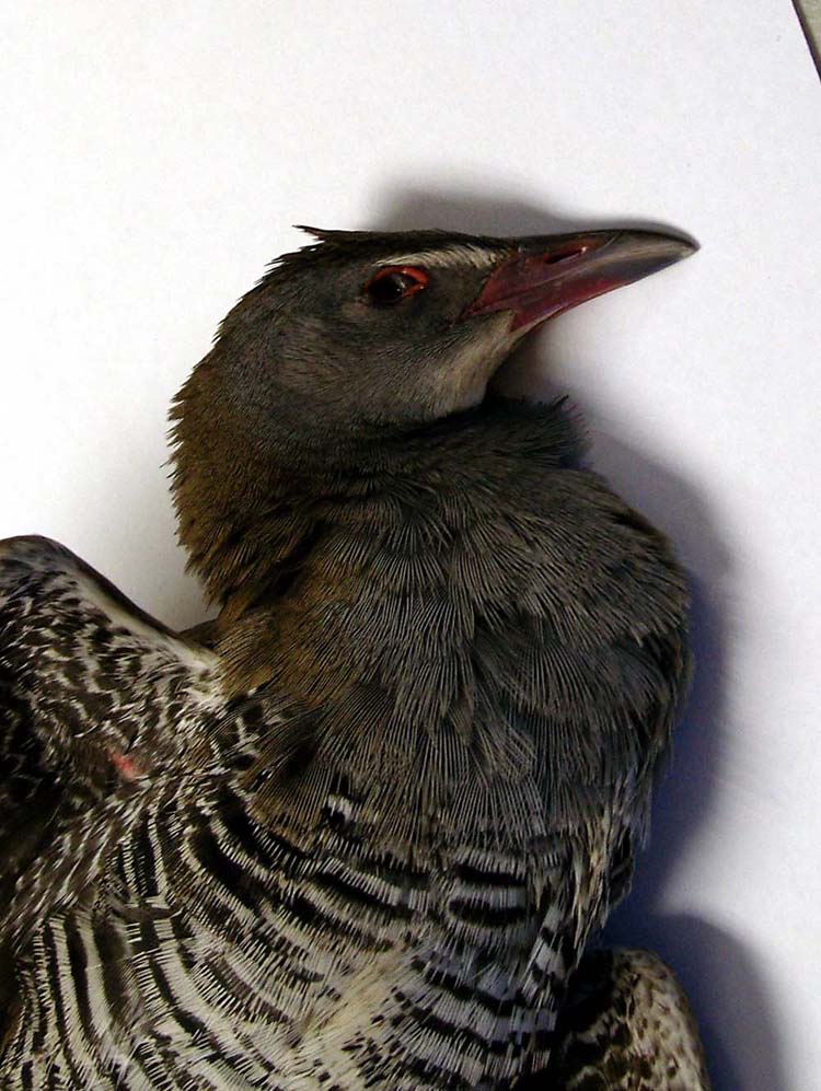 Canary Islands Birding News: Guión africano - African Crake