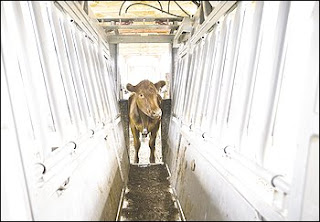 Severe & Unusual Weather: Belching Cows