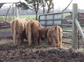 Raw Model - The Lifestyle for Beauty, Energy, and Mental Clarity: A ...