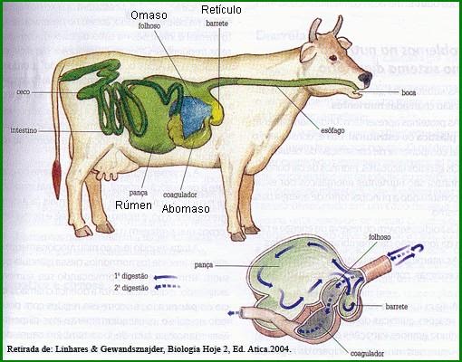 BIOLOGIA - PROFESSOR VASCO: BIODICA 5: ESTÔMAGO DOS RUMINANTES