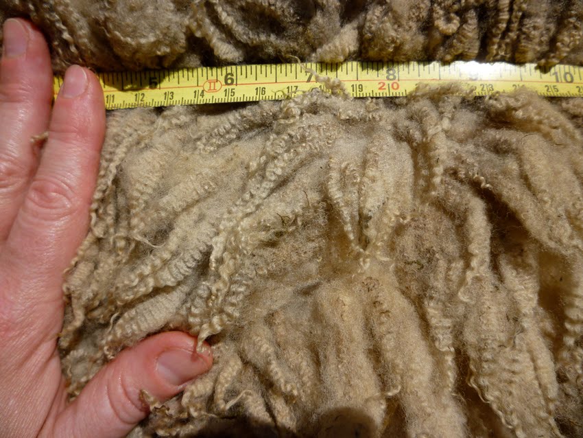 Carpe diem!: Exploring a Fleece: Grading and Sorting