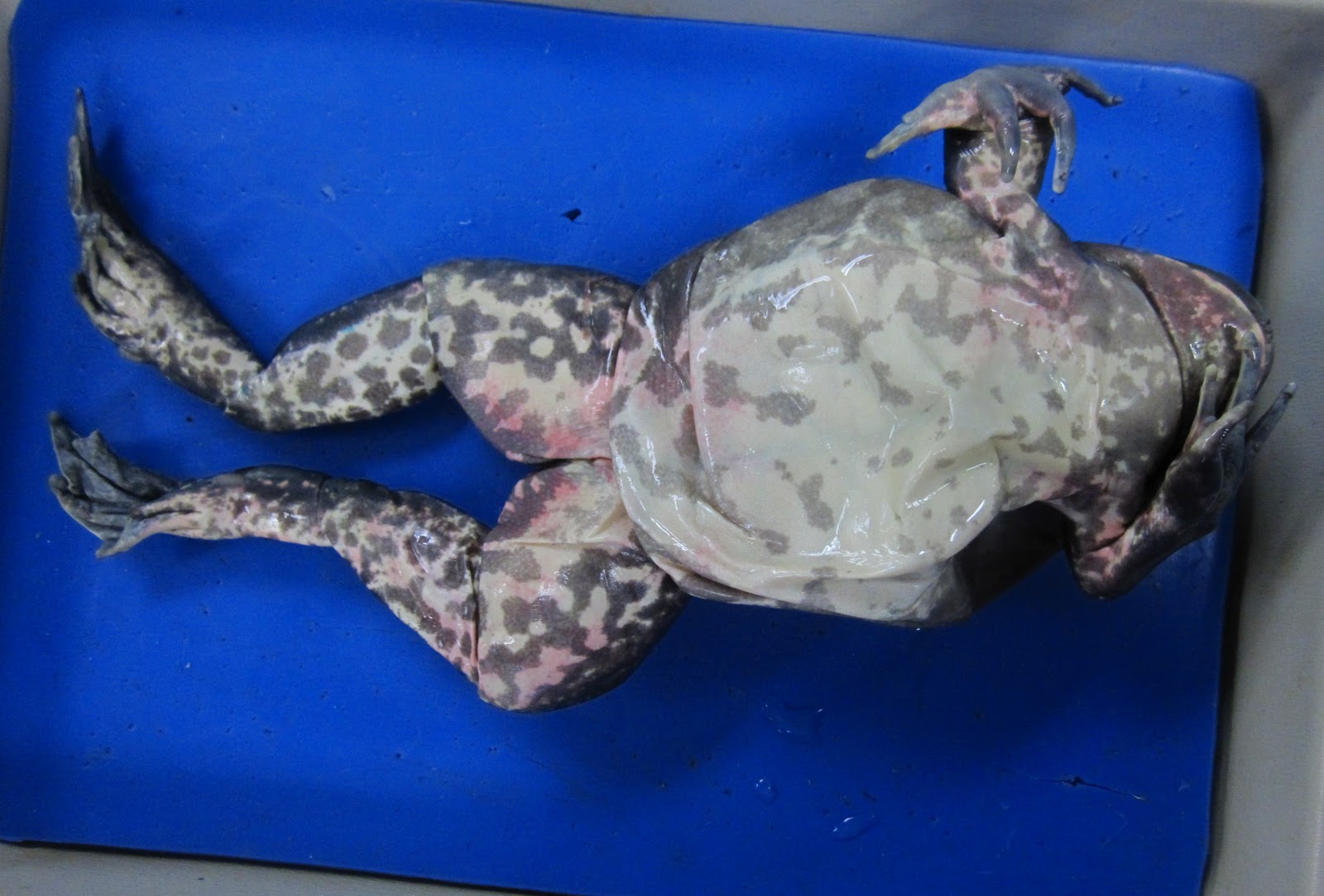 Biology 11: Bullfrog Dissection
