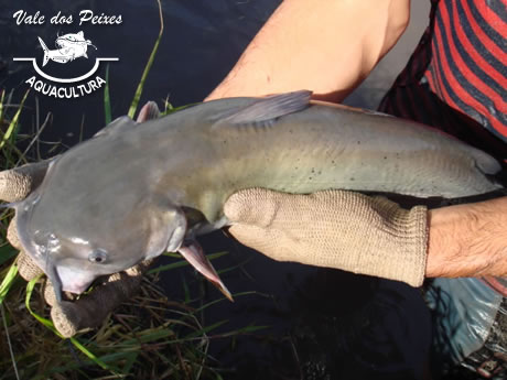 Wilson Falavigna: Catfish Americano