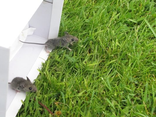 Volunteers for Wildlife: The Release of a litter of White-footed Mice