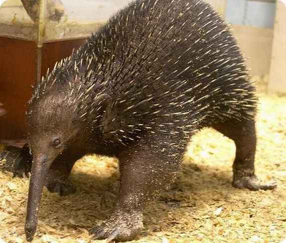 The Rarest Animals On Planet