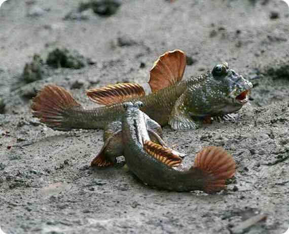 The Rarest Animals On Planet