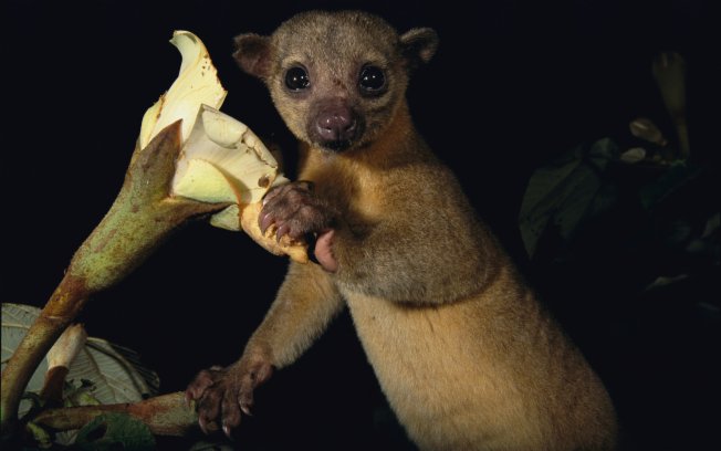 Ideias & Ideais: Jupará,macaco-da-noite ou quincajú!