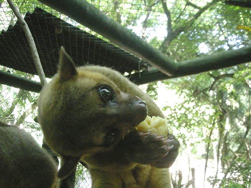 Ideias & Ideais: Jupará,macaco-da-noite ou quincajú!