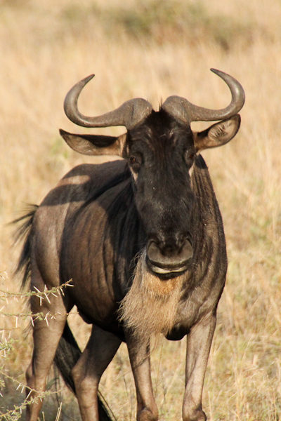 The Amani Project, Boma Ng'ombe Tanzania: The Search for Simba