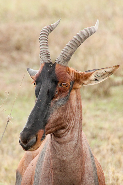 The Amani Project, Boma Ng'ombe Tanzania: The Search for Simba