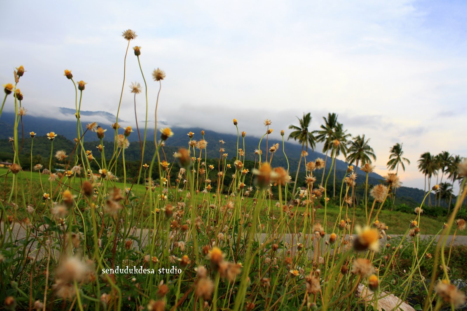sendudukdesa journal: Rumput Bunga Kuning