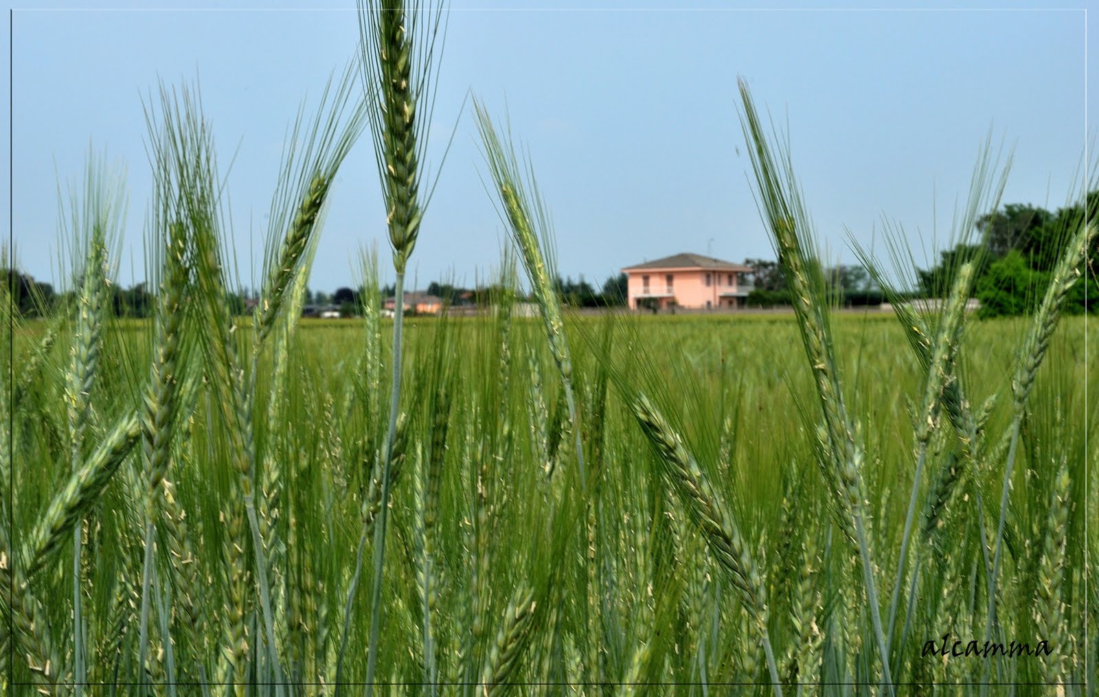 Le foto di alfredo...album di immagini.: Tra i campi coltivati...