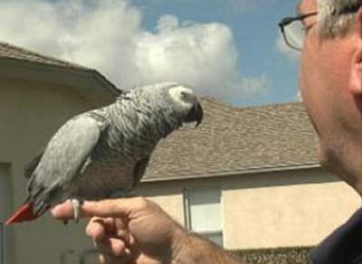 Nothing To Do With Arbroath: Parrots heckle golfers at Florida golf course
