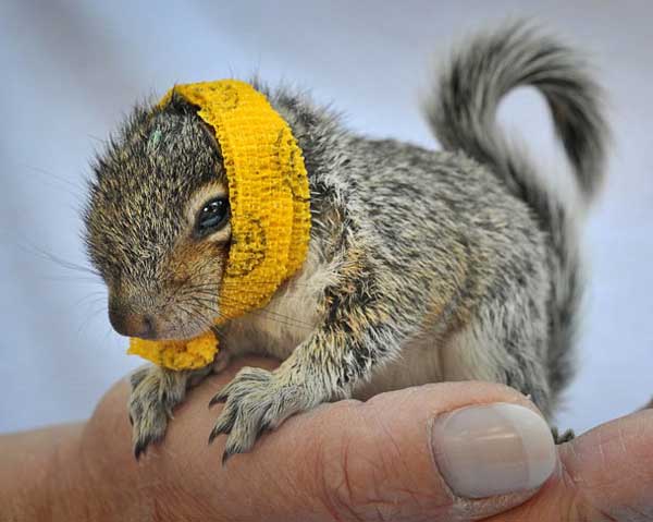 Nothing To Do With Arbroath Baby Squirrel Cuts Head In Fall From Tree Nothing To Do With Arbroath Baby Squirrel Cuts Head In Fall From Tree