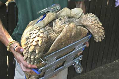 Nothing To Do With Arbroath: Disabled turtle uses new wheels to find love