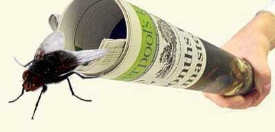 Nothing To Do With Arbroath: Quick-thinking flies are one jump ahead of ...