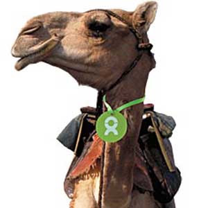 Scientist: First cloned camel born in Dubai