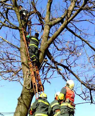 Nothing To Do With Arbroath: Wind blows man up tree