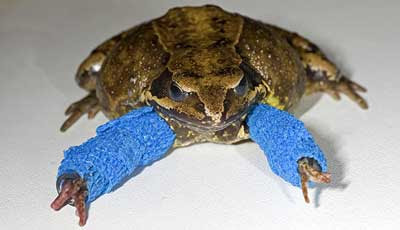 Nothing To Do With Arbroath: Hospital saves frog's front legs