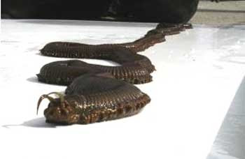 Nothing To Do With Arbroath: Giant worm found in Cornwall