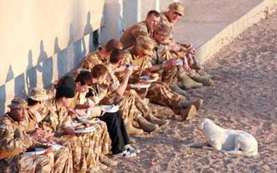 Nothing To Do With Arbroath: Dog that was mascot for troops in Iraq ...