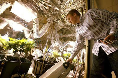 Nothing To Do With Arbroath: Students taught how to grow marijuana in ...