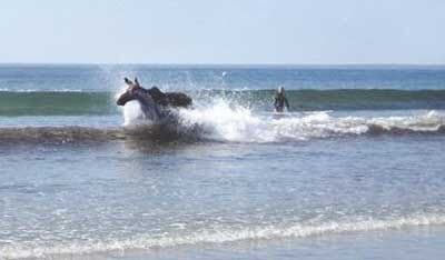 Nothing To Do With Arbroath: Unexpected moose makes waves at beach