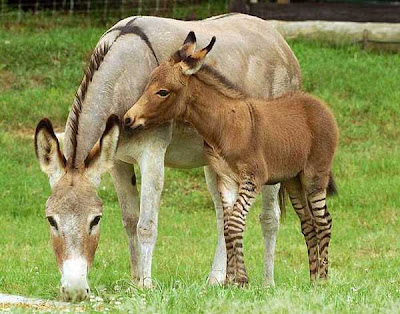 Nothing To Do With Arbroath: Zedonk born at US wildlife centre