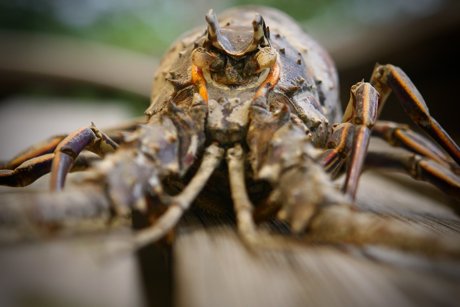 Helene's Photography Blog: Spiny Lobster Shell At Gumbo Limbo Nature Center