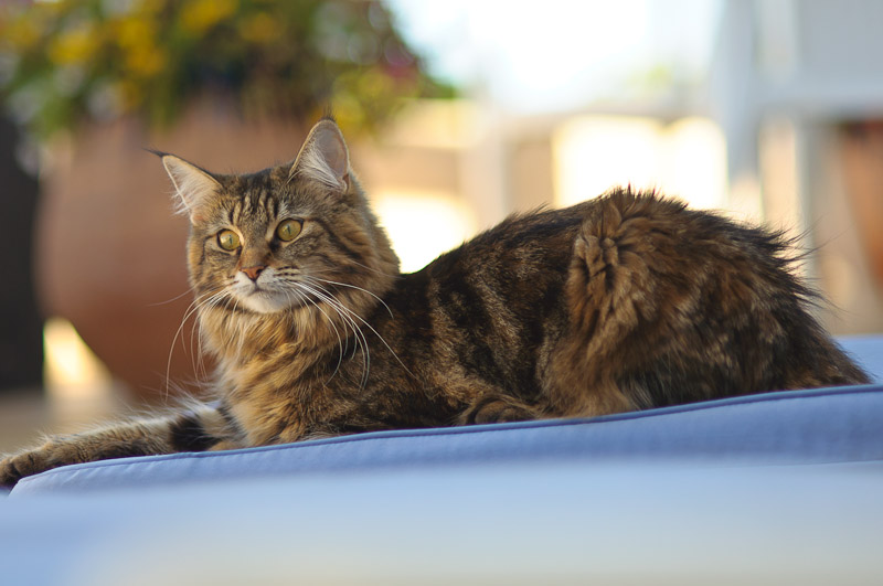 Adorables maines coons: Dune en vacances