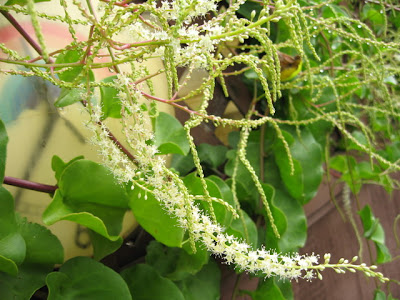 Native Myanmar Flowers Lovers: Gaw Tha Zin
