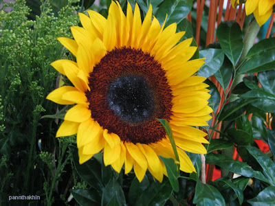 Native Myanmar Flowers Lovers: June 2007