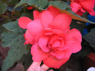 Native Myanmar Flowers Lovers: 2007