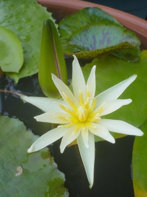 Native Myanmar Flowers Lovers: White Water Lily