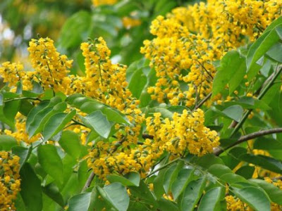 Native Myanmar Flowers Lovers: Padauk Flowers