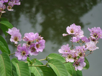 Native Myanmar Flowers Lovers: May 2009