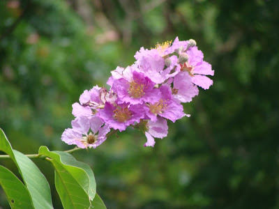 Native Myanmar Flowers Lovers: Beauties of the Spring