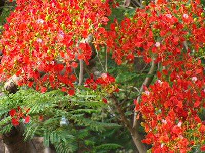 Native Myanmar Flowers Lovers: The Red Charming Tree