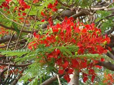 Native Myanmar Flowers Lovers: May 2009