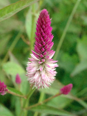 Native Myanmar Flowers Lovers: May 2009