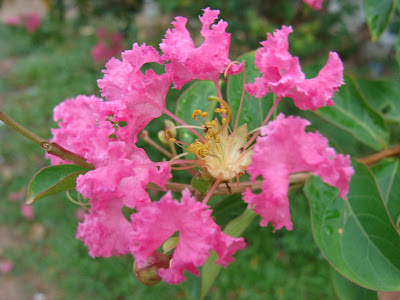 Native Myanmar Flowers Lovers: May 2009