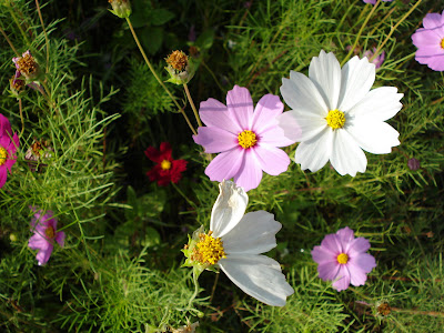 Native Myanmar Flowers Lovers: Pink in the Light