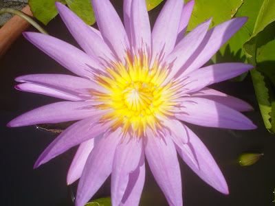Native Myanmar Flowers Lovers: Water Lily in the Sunshine