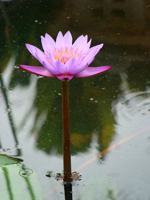 Native Myanmar Flowers Lovers: Solitude