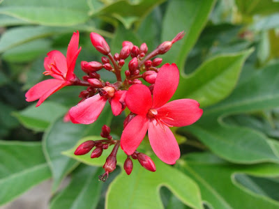 Native Myanmar Flowers Lovers: June 2009