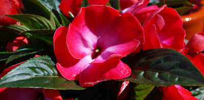Native Myanmar Flowers Lovers: June 2009