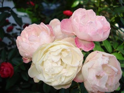 Native Myanmar Flowers Lovers: Roses in a Heratbeat