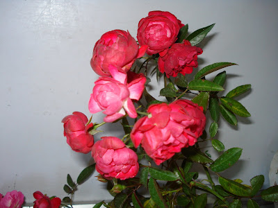 Native Myanmar Flowers Lovers: July 2009